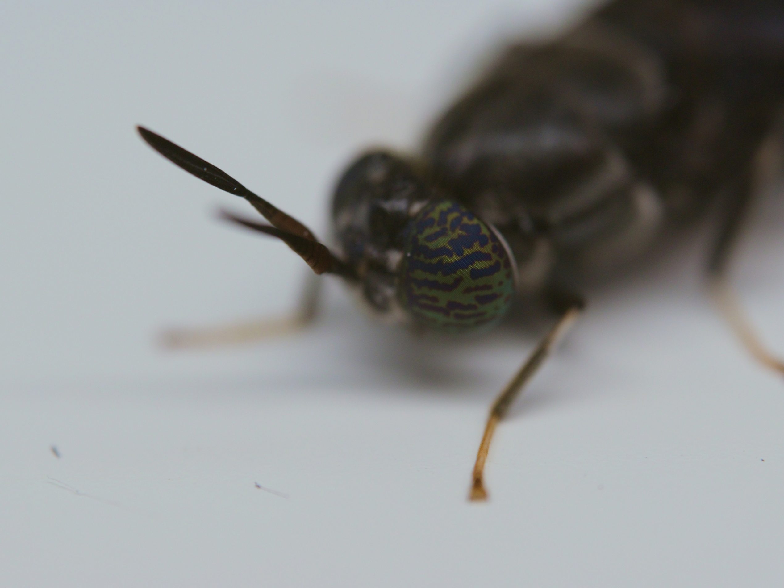 The "Black Soldier Fly" at the companies of Schwarz Group